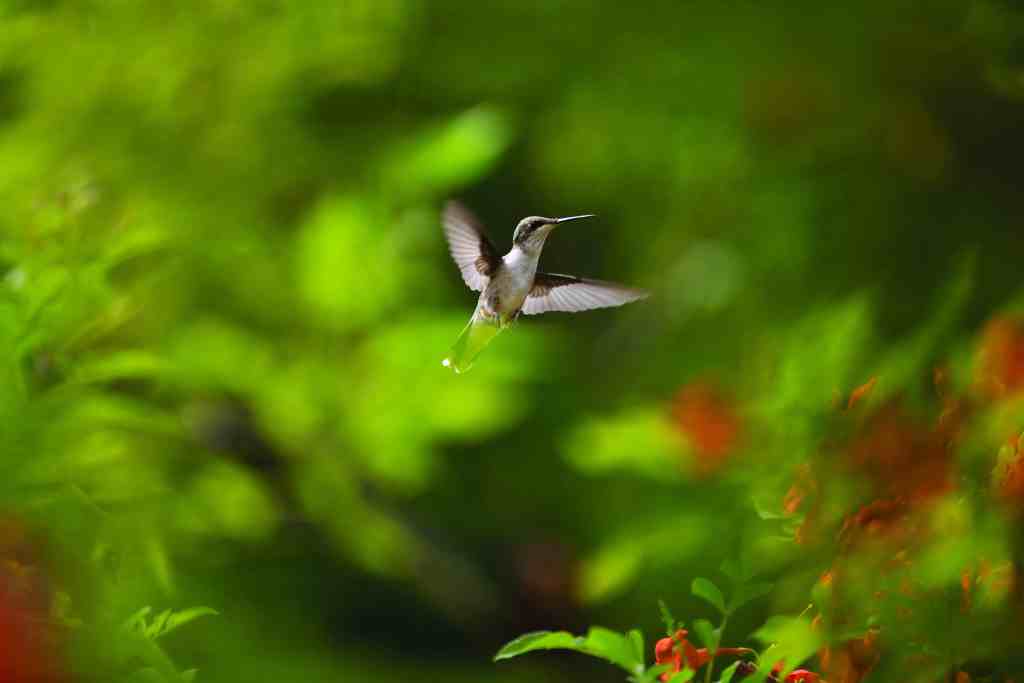 Hummingbirds cause a stir - welcomehomergv